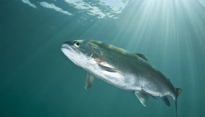 Freshwater Fish in Kent Kent Wildlife Trust